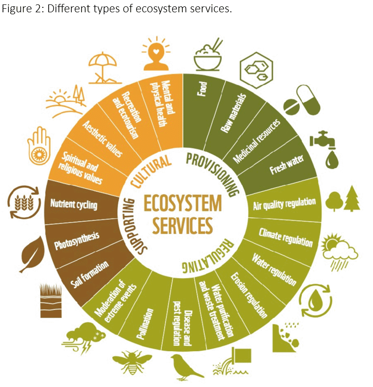 3 Key Areas for Understanding Nature-Related Risks